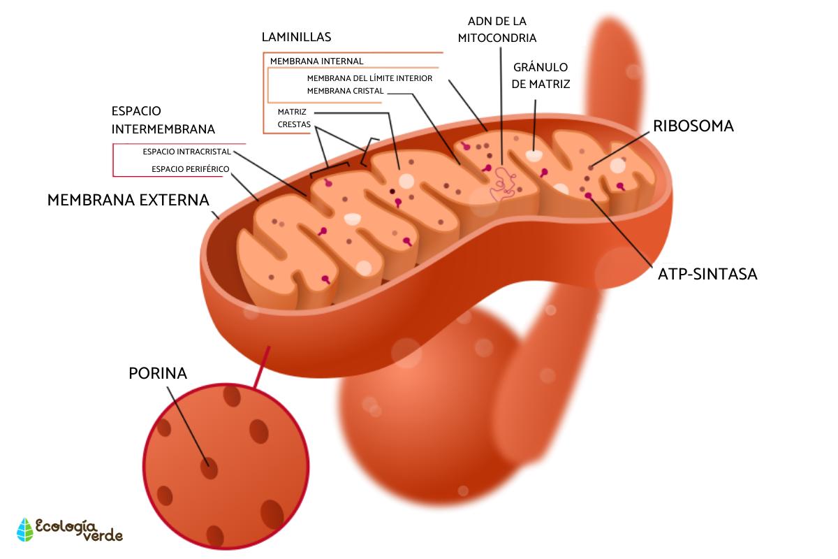 Función vital de las mitocondrias en la célula Función vital de las mitocondrias en la célula